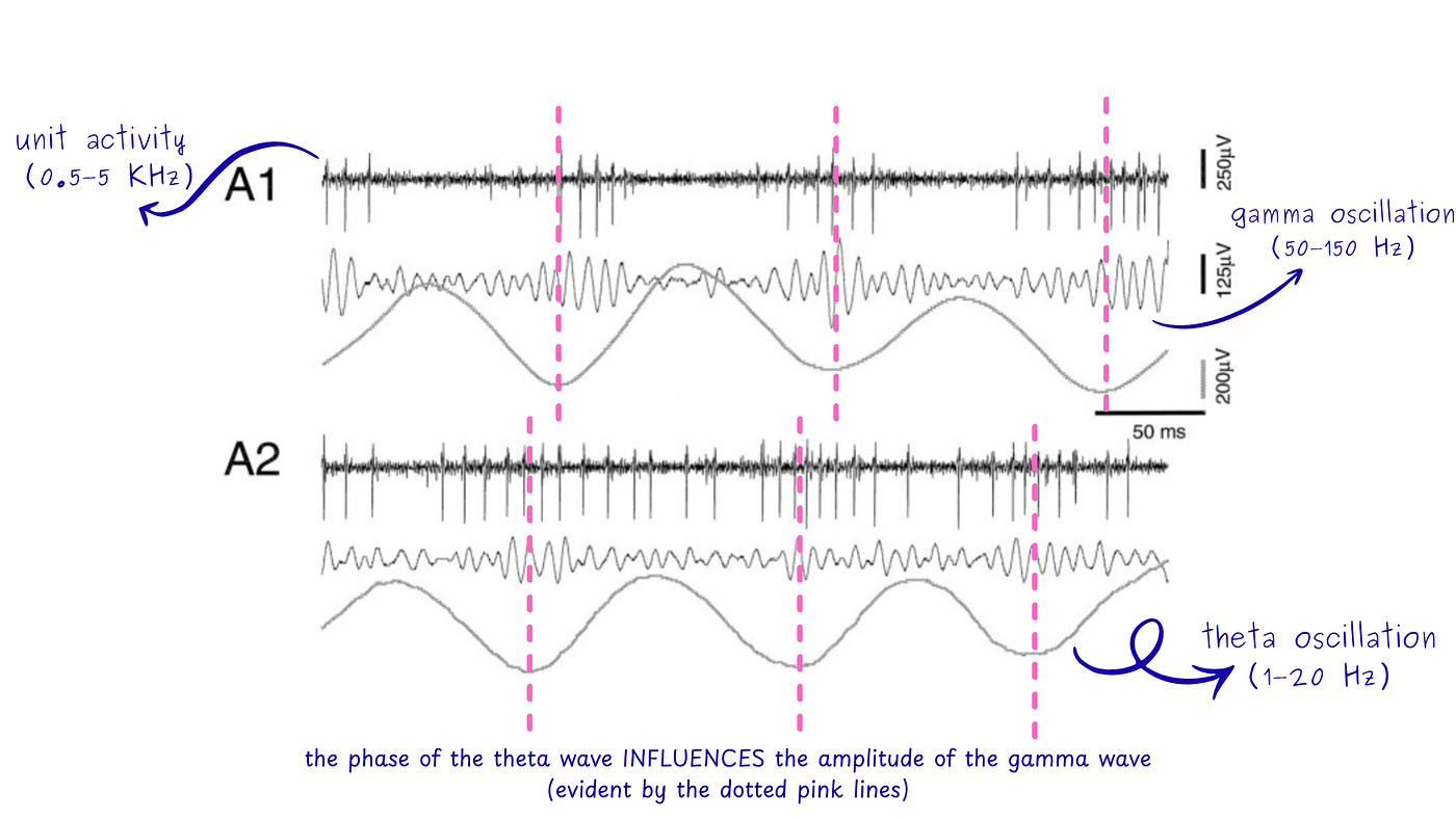 A1 and A2 are 400 ms sweeps from a single recording electrode in the second layer of the ...